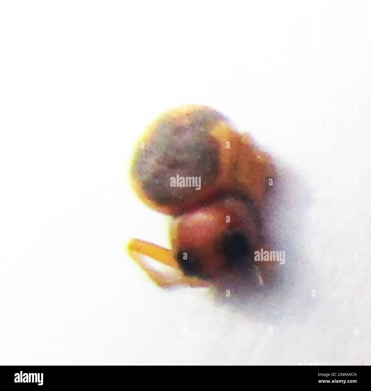 Beetle crab spiders (Mystaria) Arachnida Stock Photo - Alamy