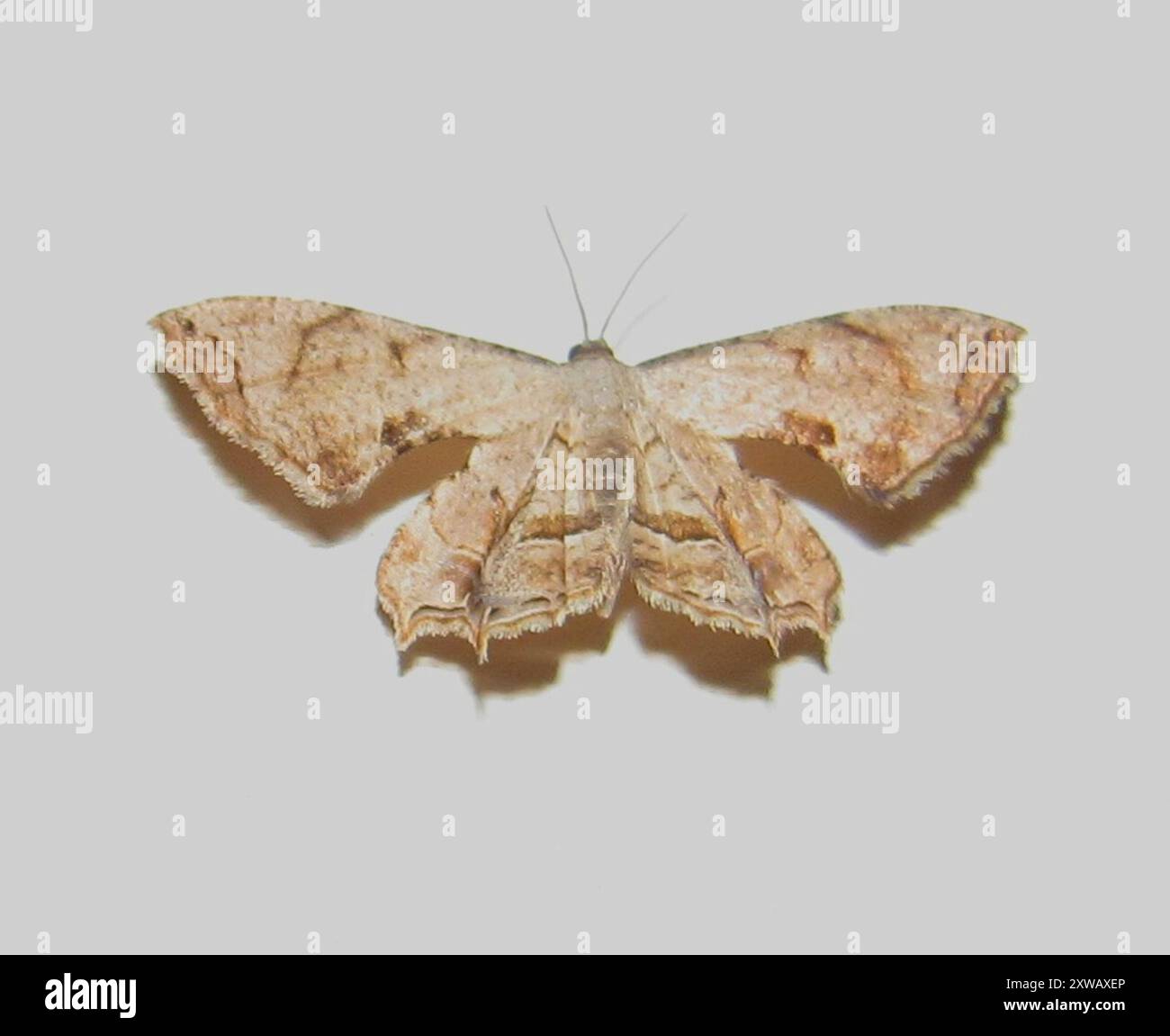 Epiplema hi-res stock photography and images - Alamy