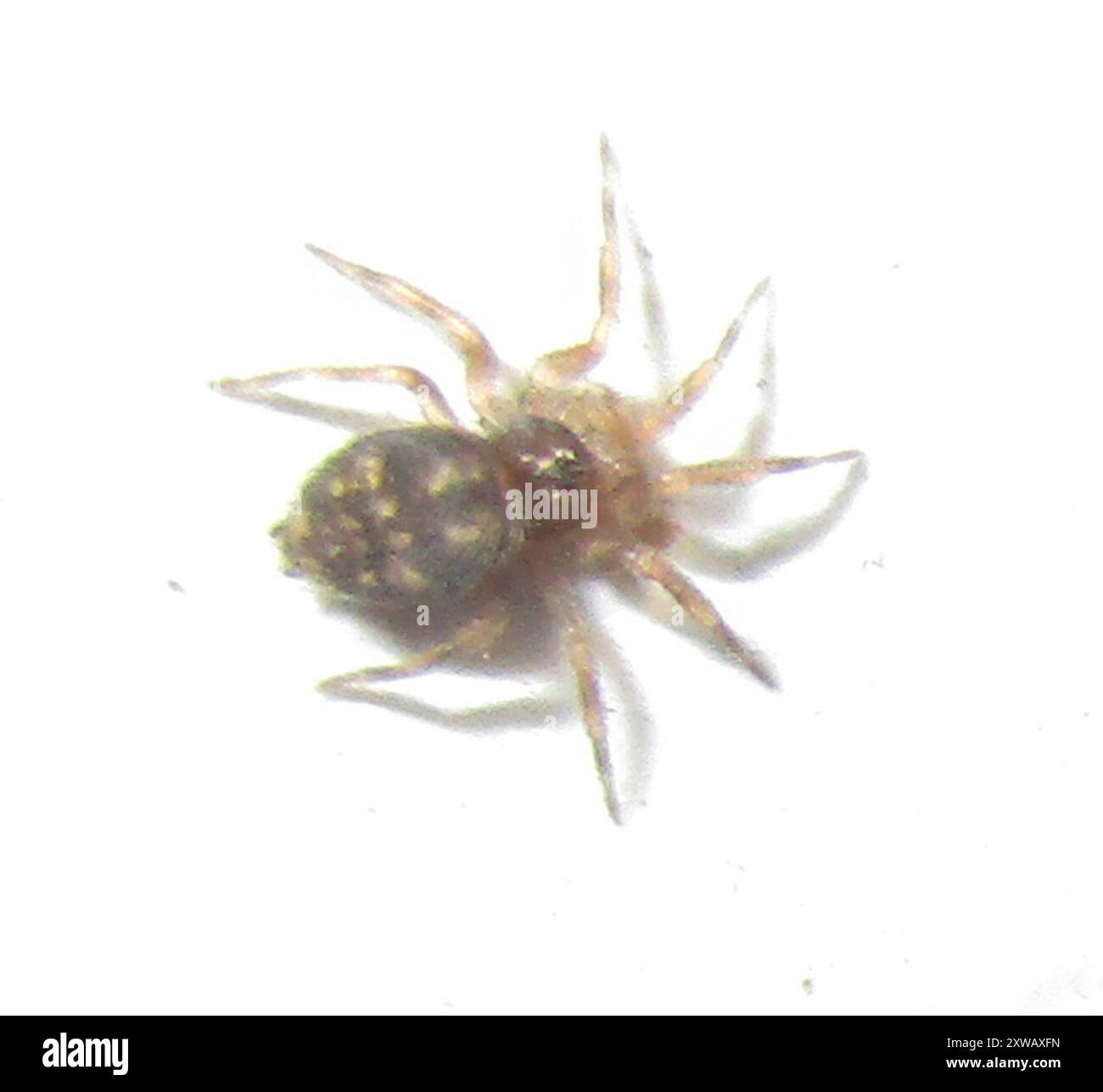 Spiders (Araneae) Arachnida Stock Photo - Alamy