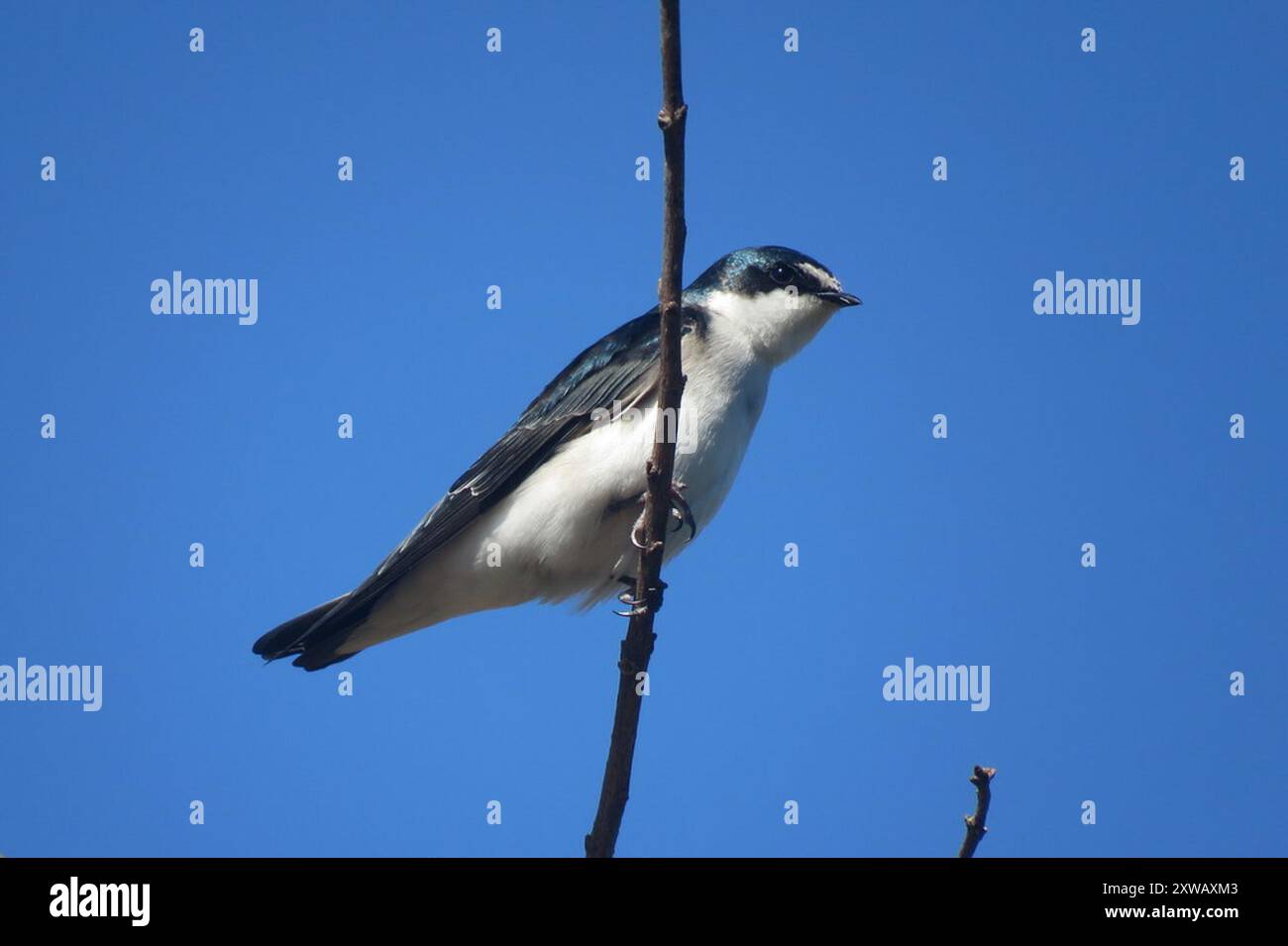 White-rumped Swallow (Tachycineta leucorrhoa) Aves Stock Photo - Alamy