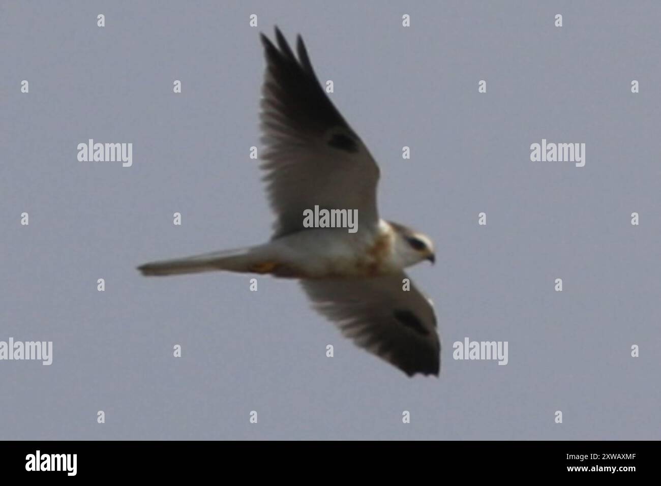 White-tailed Kite (Elanus leucurus) Aves Stock Photo - Alamy