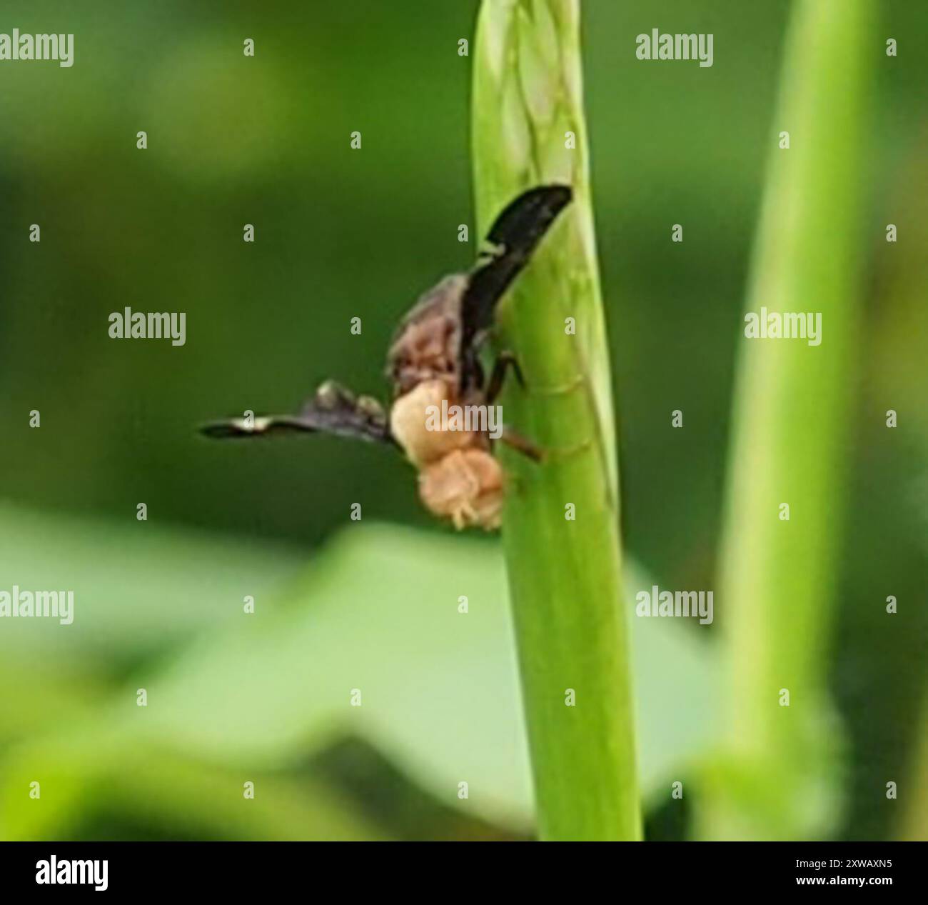 Fruit, Signal, and Picture-winged Flies (Tephritoidea) Insecta Stock ...