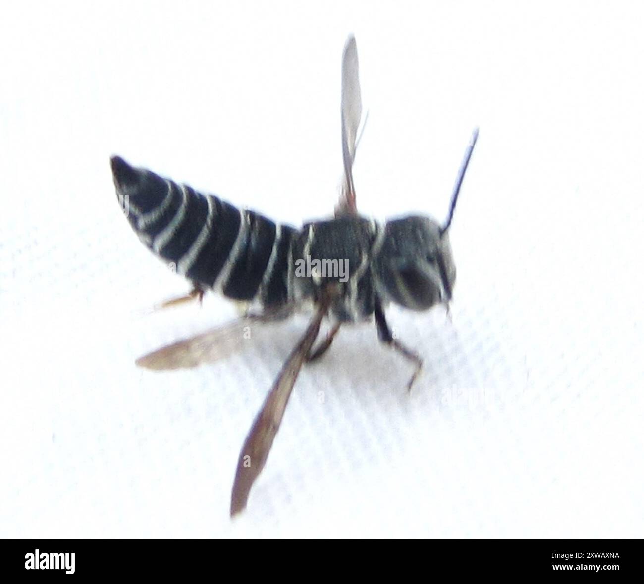 Sharptail Cut Out Stock Images & Pictures - Alamy