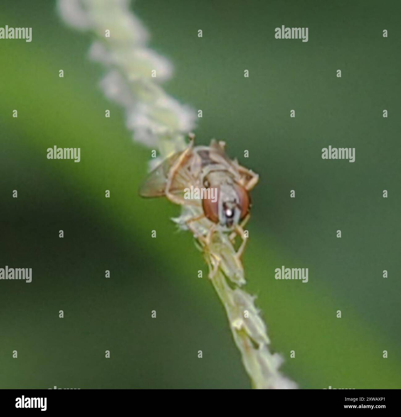 Typical Hover Flies (Syrphinae) Insecta Stock Photo - Alamy