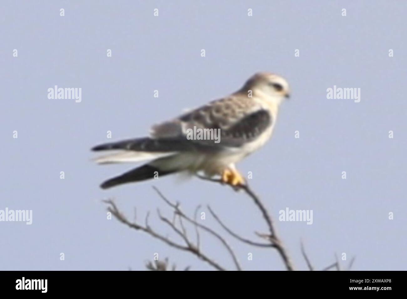 White-tailed Kite (Elanus leucurus) Aves Stock Photo - Alamy