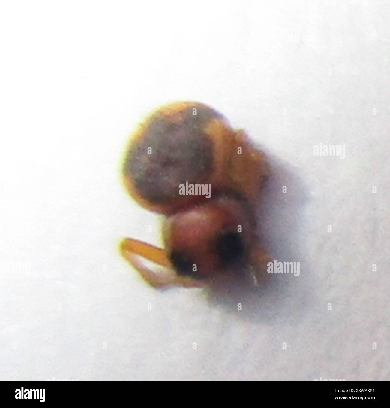 Beetle crab spiders (Mystaria) Arachnida Stock Photo - Alamy