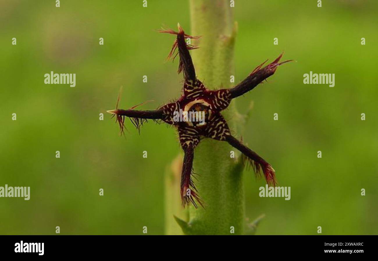 (Caralluma adscendens fimbriata) Plantae Stock Photo - Alamy