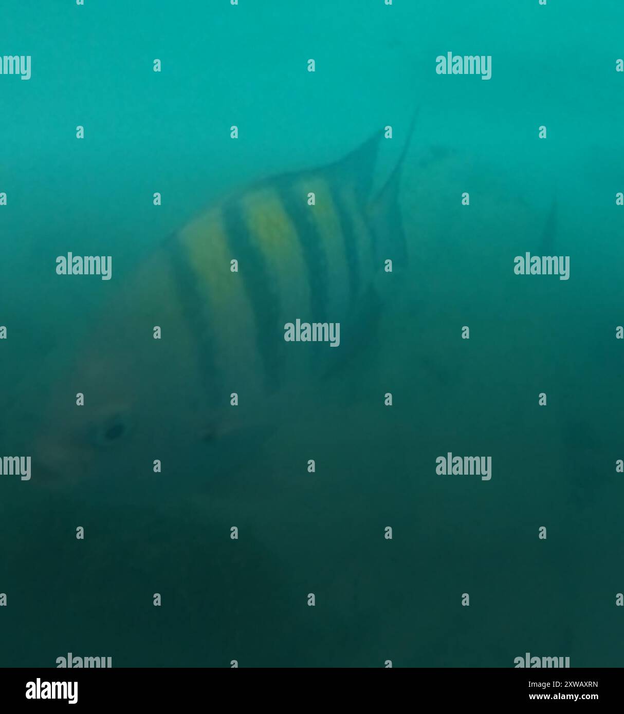 Atlantic Sergeant Major (Abudefduf saxatilis) Actinopterygii Stock ...