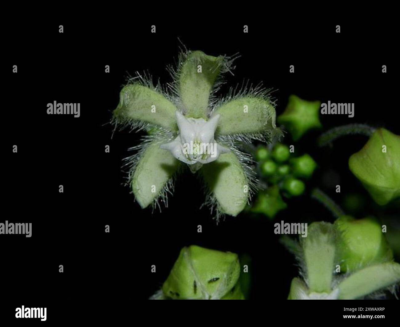 Trellis-vine (Pergularia daemia) Plantae Stock Photo - Alamy