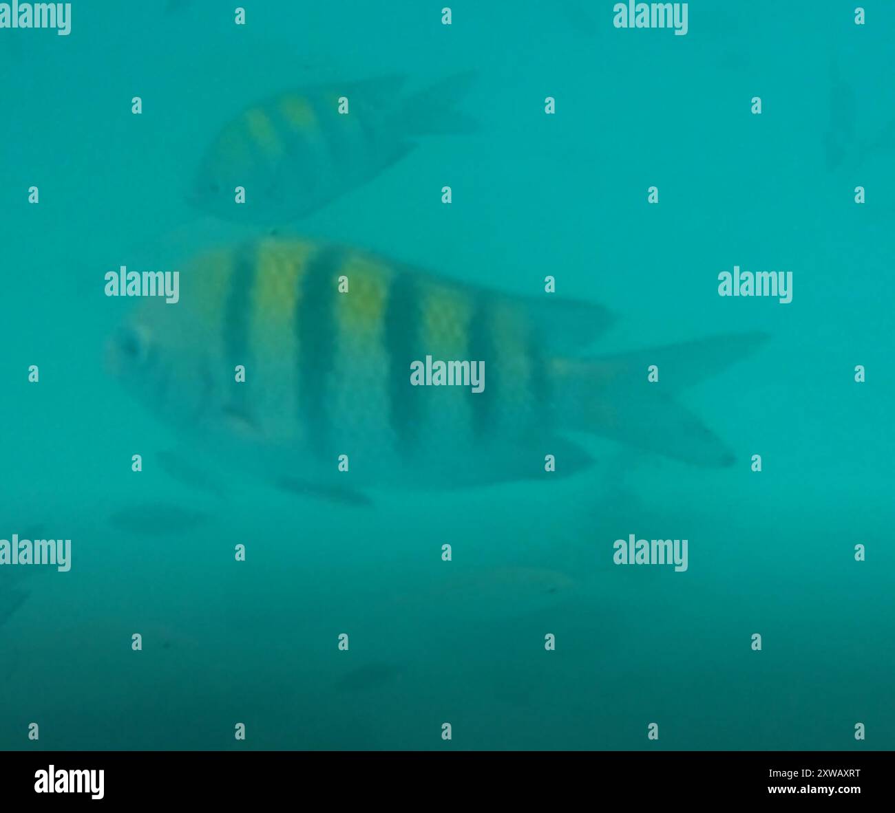 Atlantic Sergeant Major (Abudefduf saxatilis) Actinopterygii Stock ...