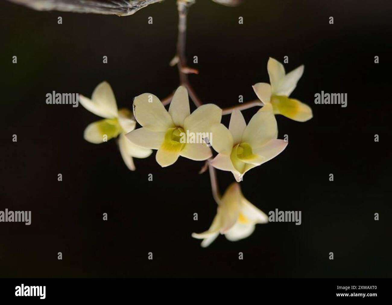 Green Lipped Dendrobium (Dendrobium ovatum) Plantae Stock Photo - Alamy