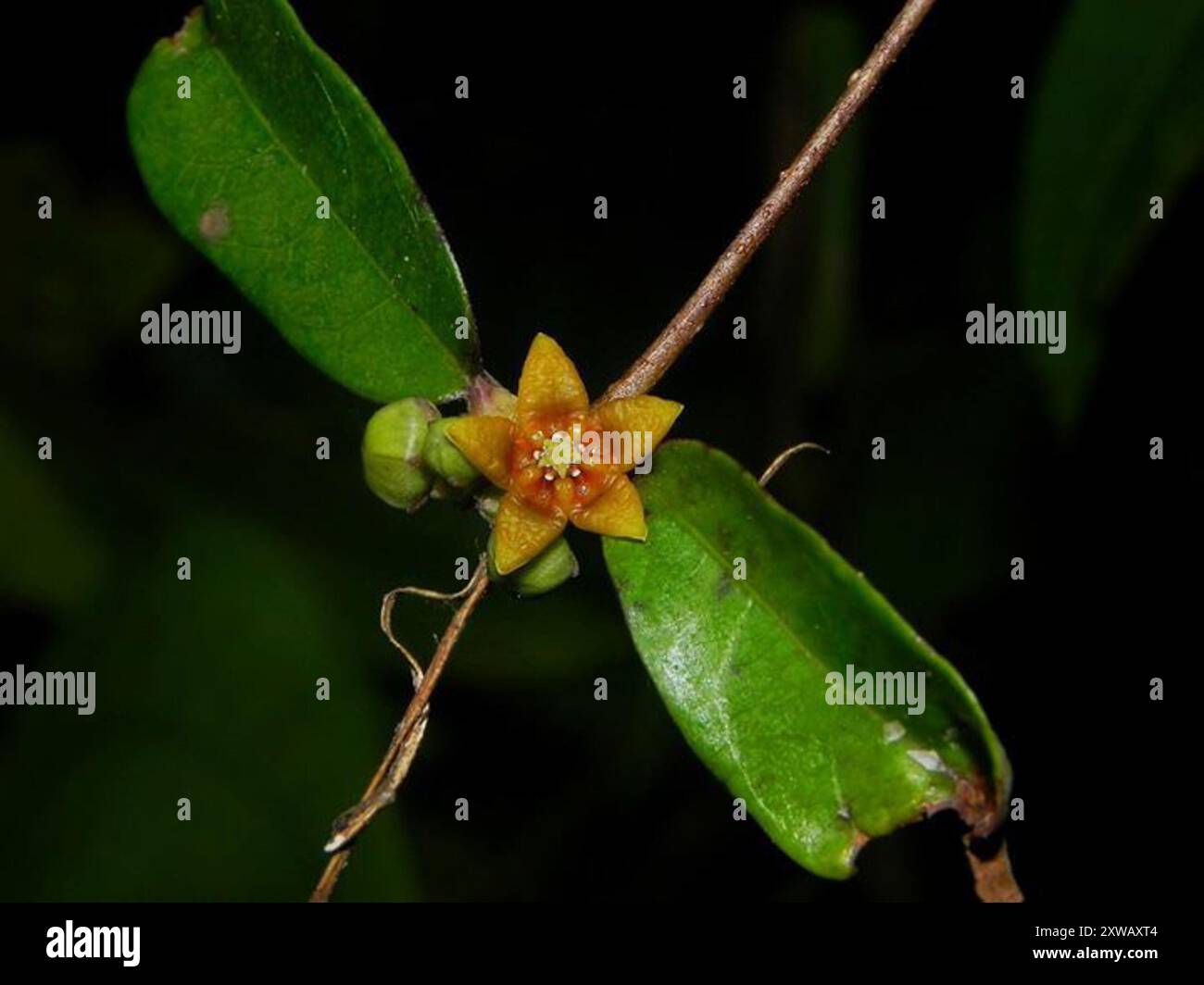 Indian Sarsaparilla (Hemidesmus indicus) Plantae Stock Photo - Alamy