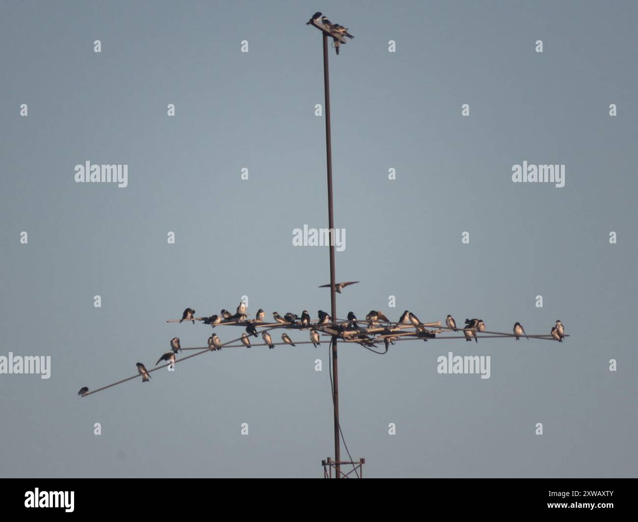 White-rumped Swallow (Tachycineta leucorrhoa) Aves Stock Photo - Alamy