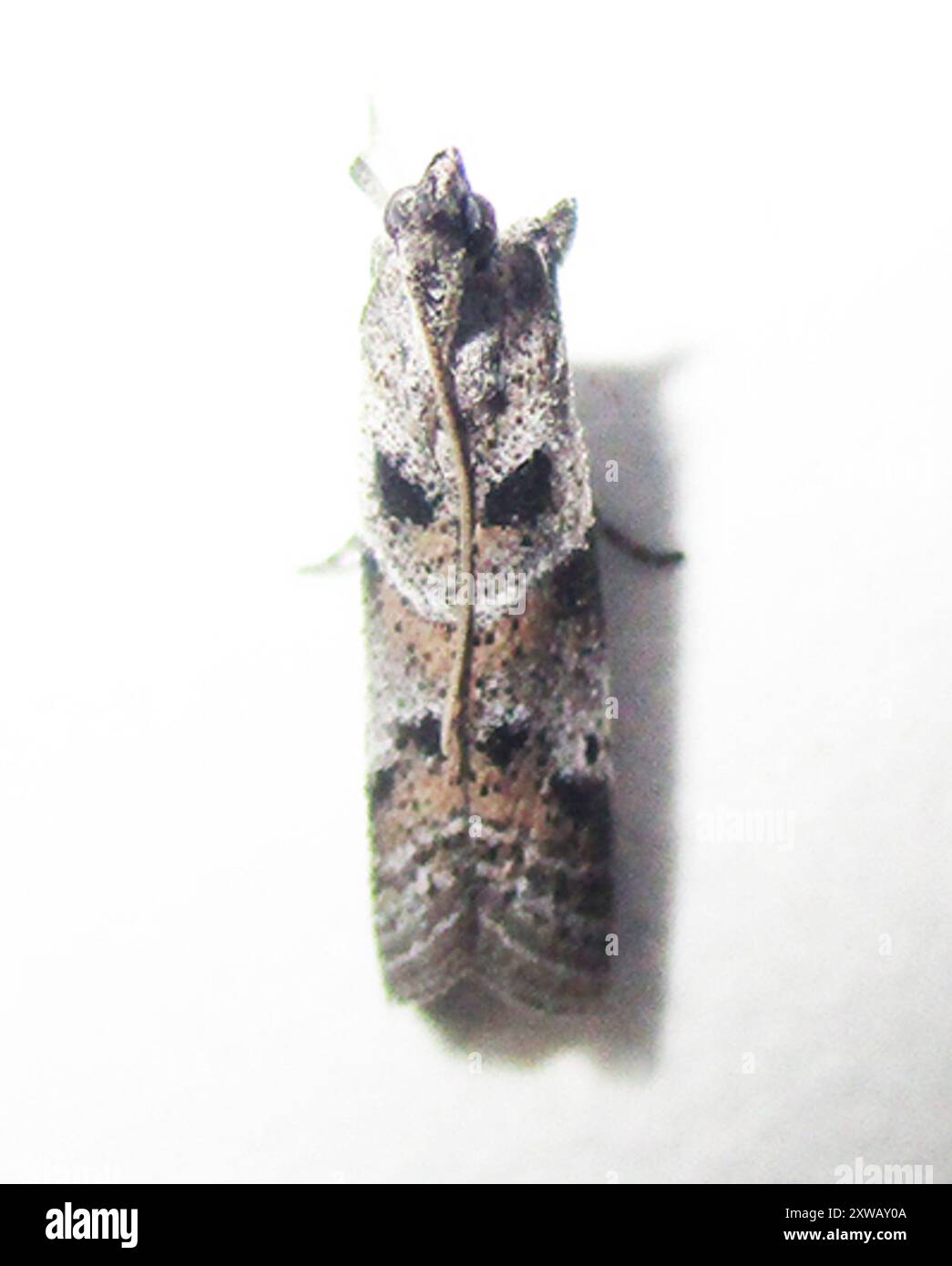 Knot-horn Moths (Phycitinae) Insecta Stock Photo - Alamy