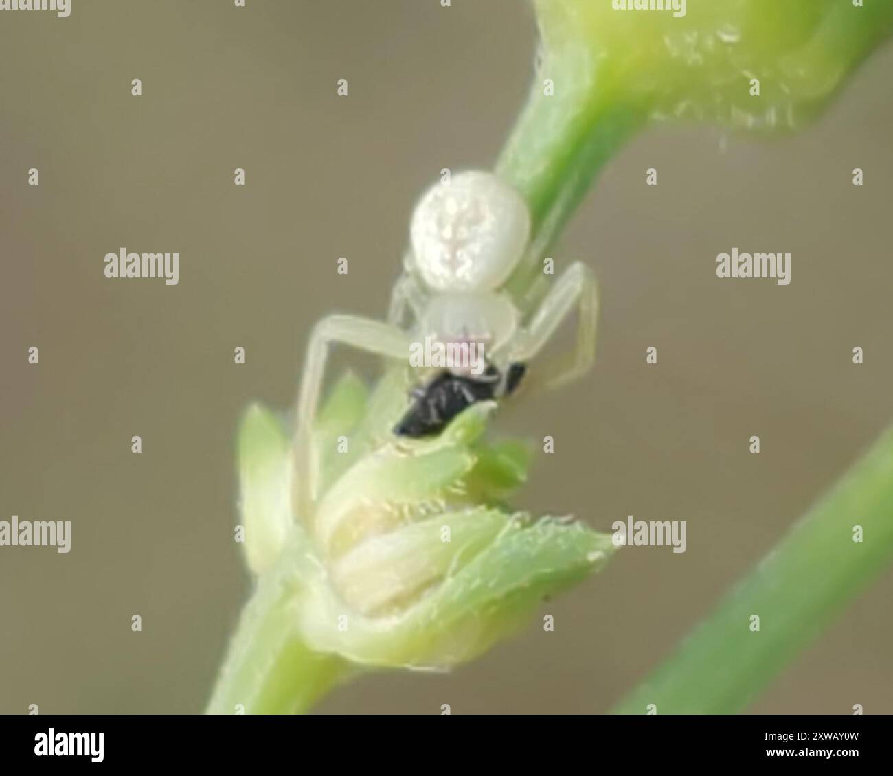 Crab Spiders (Thomisidae) Arachnida Stock Photo - Alamy