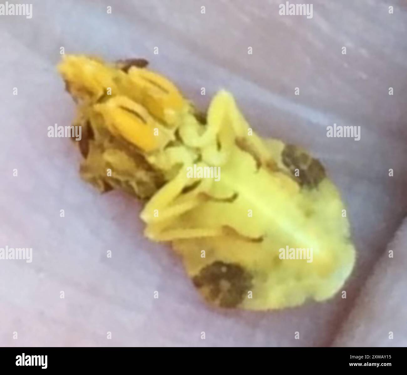 (Phymata fasciata) Insecta Stock Photo - Alamy