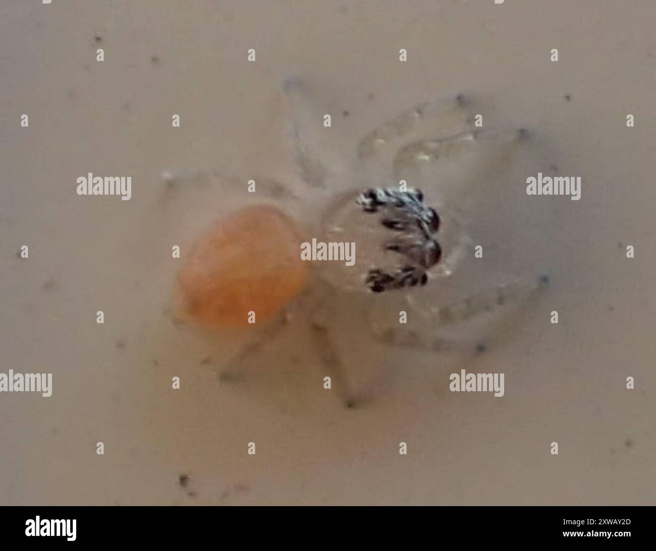 Cyclops Jumping Spider (Opisthoncus polyphemus) Arachnida Stock Photo ...