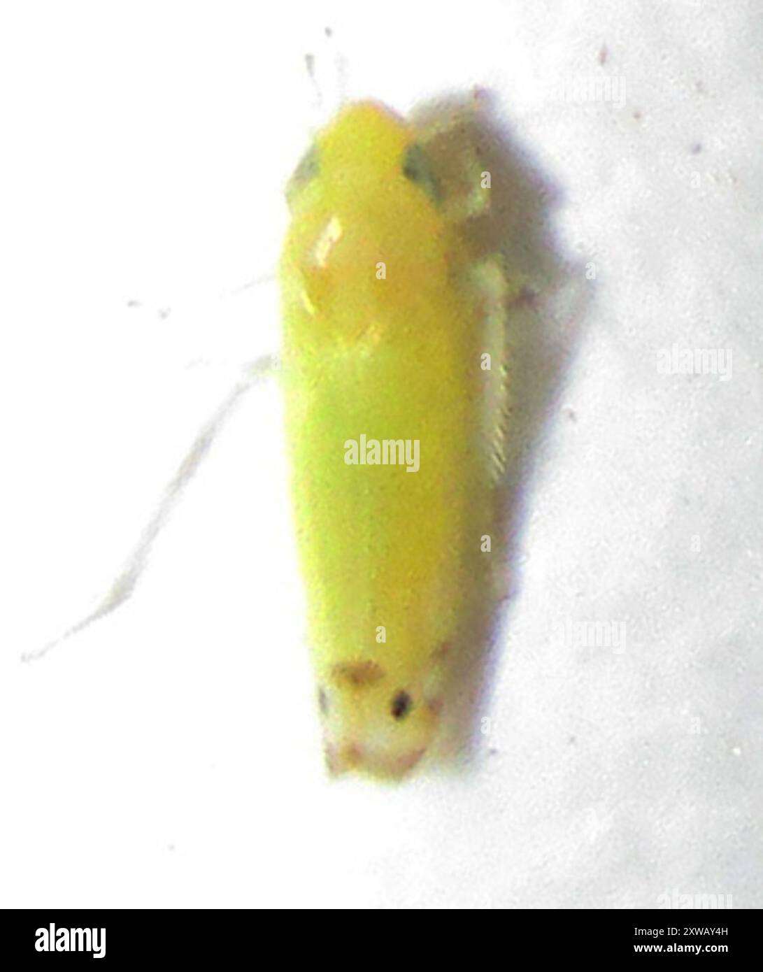 Typical Leafhoppers (Cicadellidae) Insecta Stock Photo - Alamy