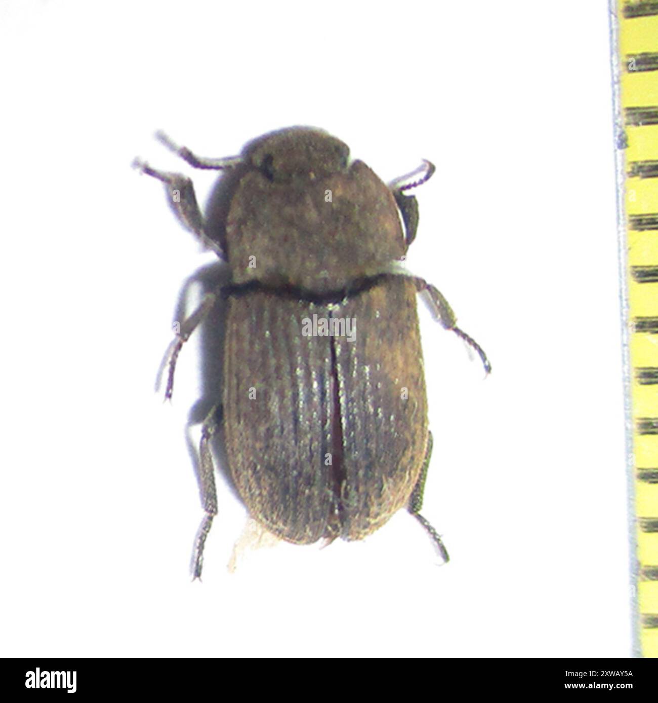 Dusty Surface Beetles (Gonocephalum) Insecta Stock Photo - Alamy