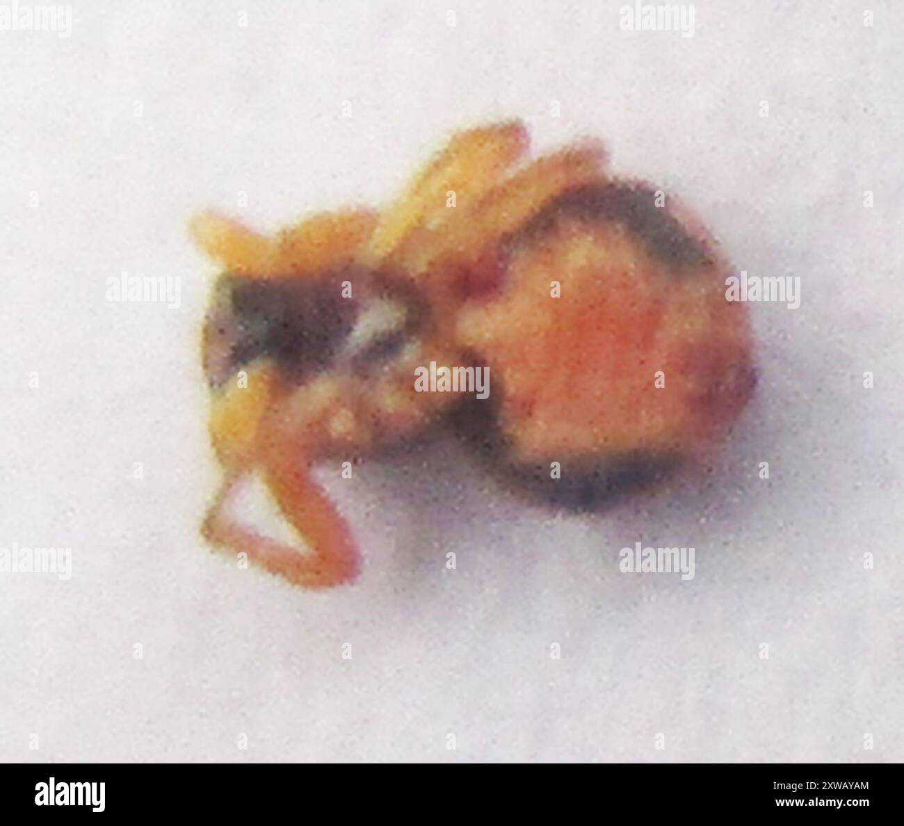 Beetle crab spiders (Mystaria) Arachnida Stock Photo - Alamy
