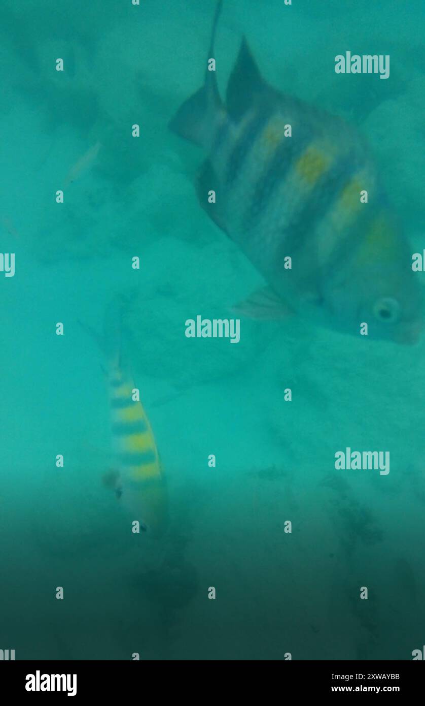 Atlantic Sergeant Major (Abudefduf saxatilis) Actinopterygii Stock ...