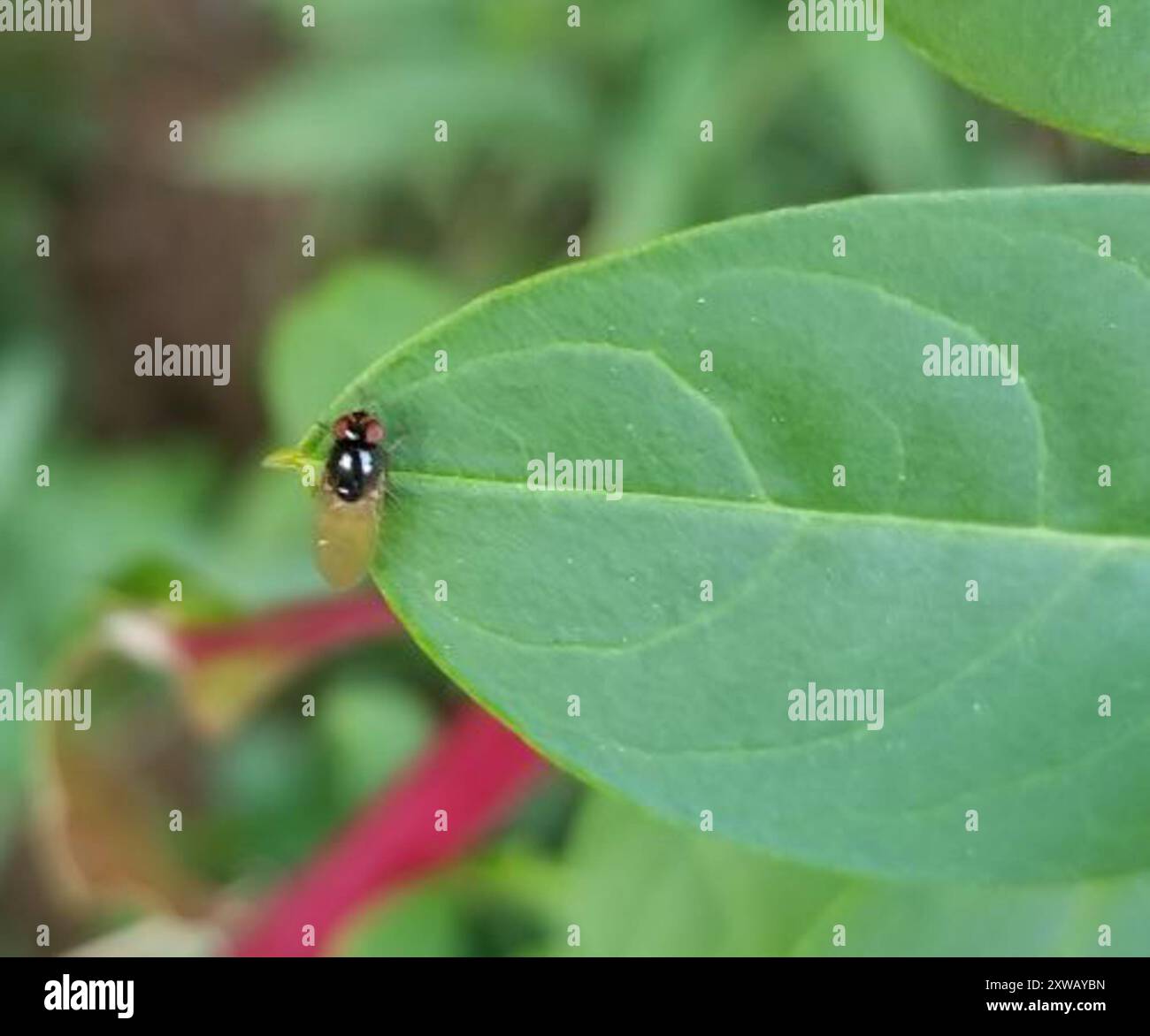 Lance Flies (Lonchaeidae) Insecta Stock Photo - Alamy