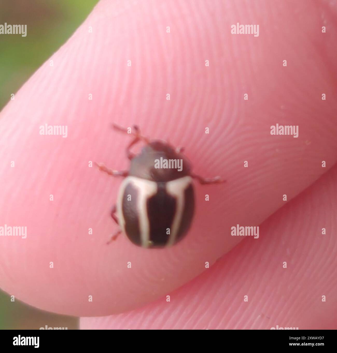 Ragweed Leaf Beetle (Calligrapha suturalis) Insecta Stock Photo - Alamy