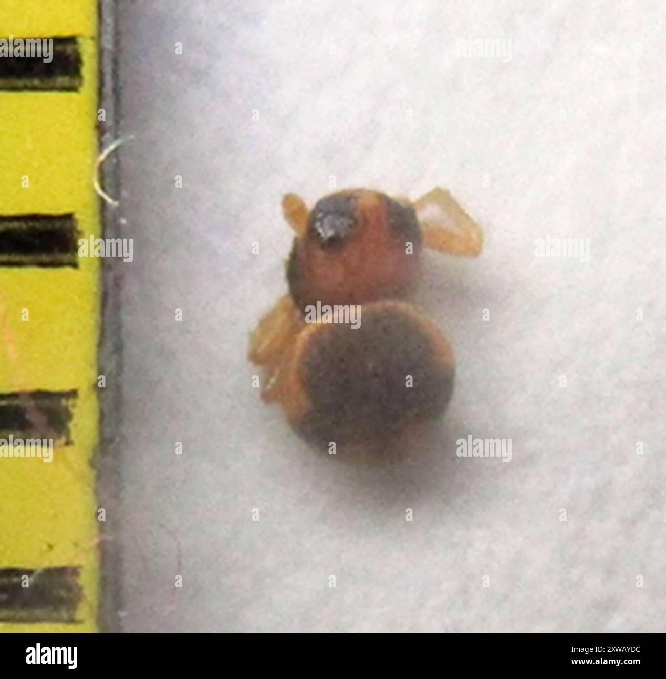 Beetle crab spiders (Mystaria) Arachnida Stock Photo - Alamy