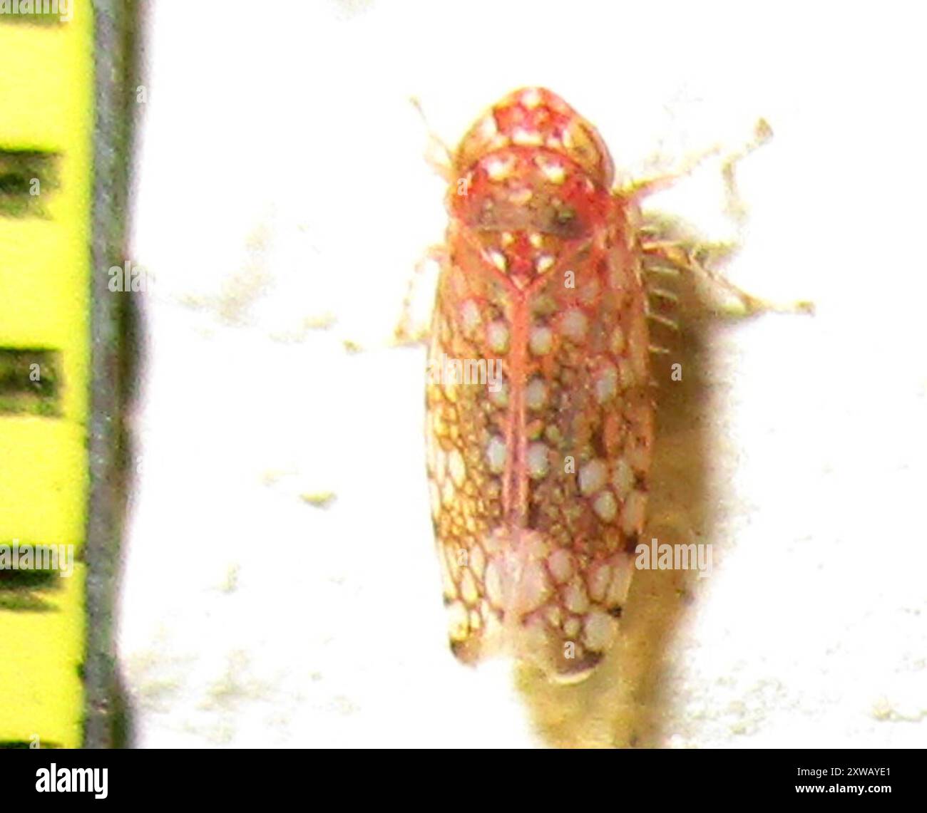 Typical Leafhoppers (Cicadellidae) Insecta Stock Photo - Alamy