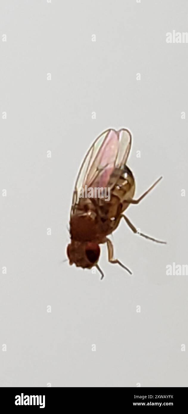 Small Fruit Flies (Drosophila) Insecta Stock Photo - Alamy