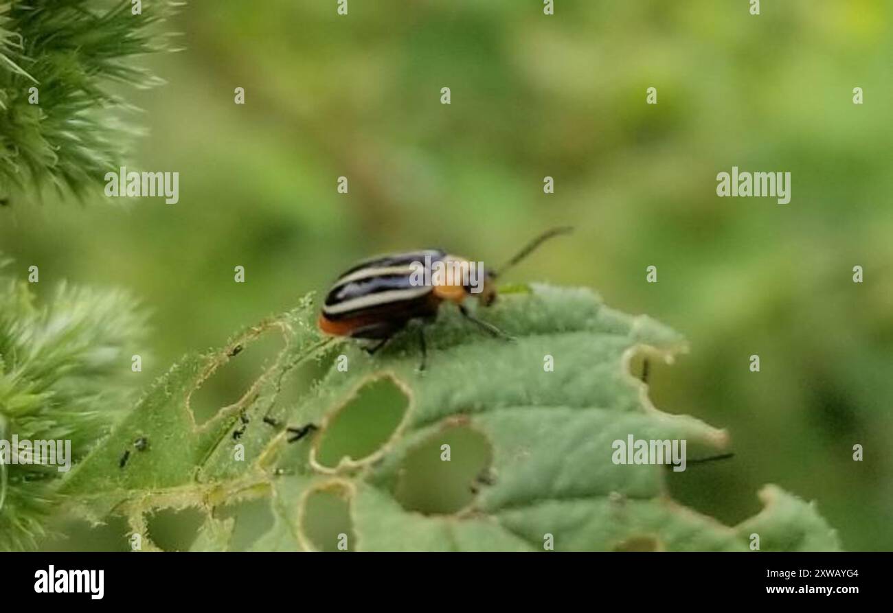 Pigweed flea beetle hi-res stock photography and images - Alamy