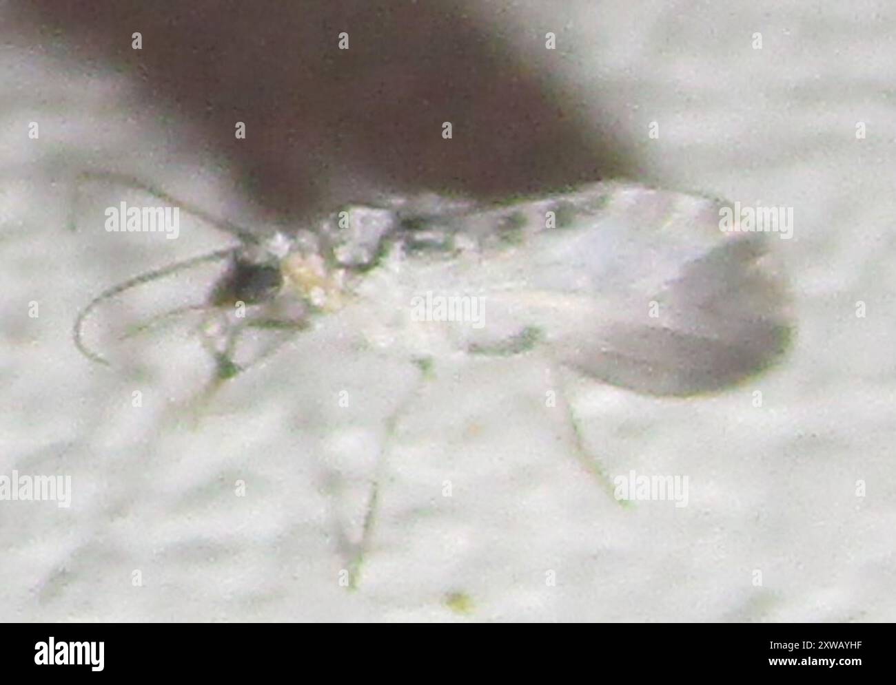 Dusty-winged Lacewings (Coniopterygidae) Insecta Stock Photo - Alamy