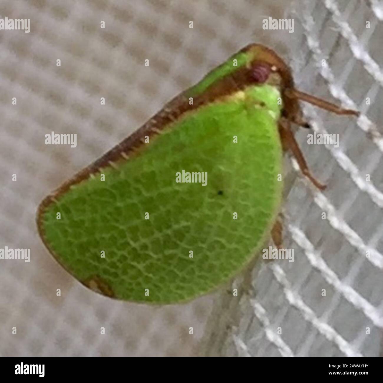 Two-striped Planthopper (Acanalonia bivittata) Insecta Stock Photo - Alamy
