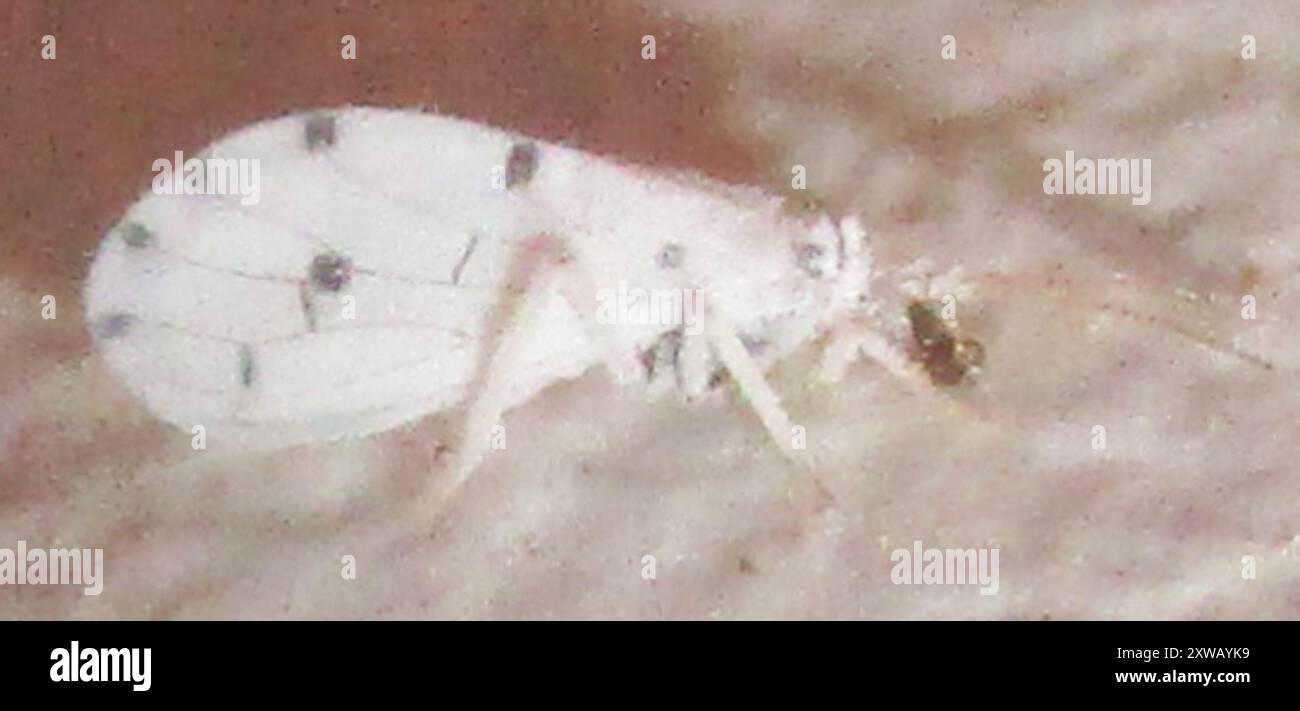 Dusty-winged Lacewings (Coniopterygidae) Insecta Stock Photo - Alamy