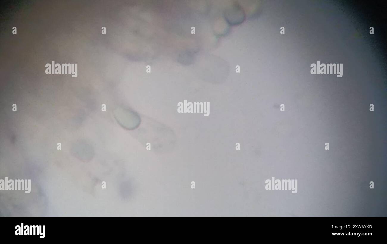 dark fanvault (Hodophilus hymenocephalus) Fungi Stock Photo - Alamy