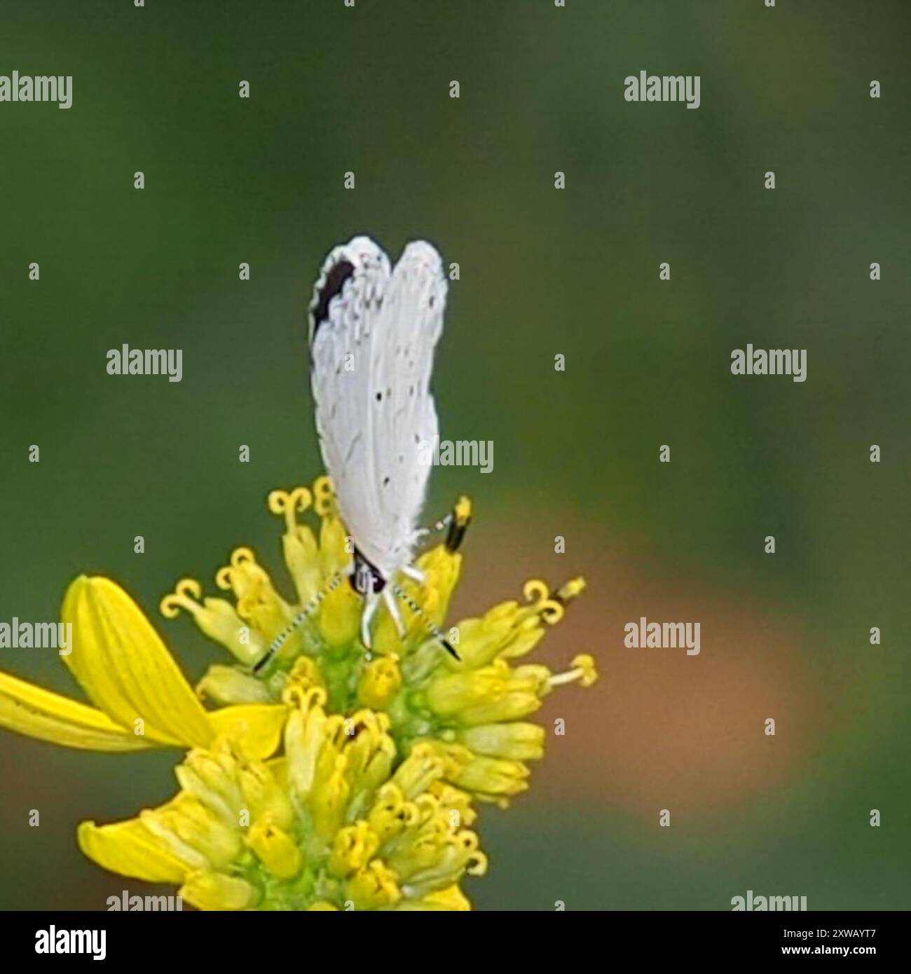 Summer Azure (Celastrina neglecta) Insecta Stock Photo - Alamy