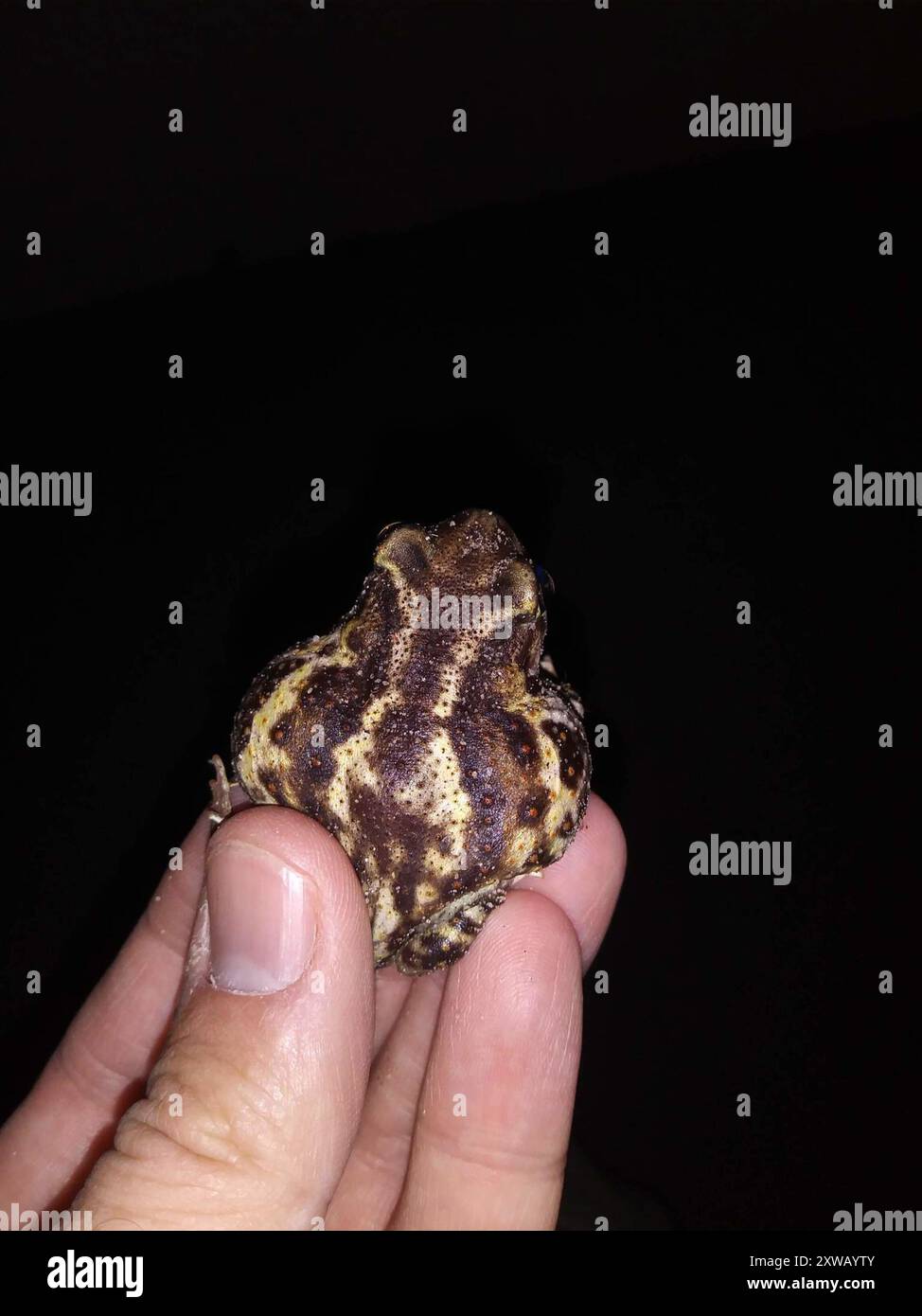 Eastern Spadefoot (Scaphiopus holbrookii) Amphibia Stock Photo - Alamy