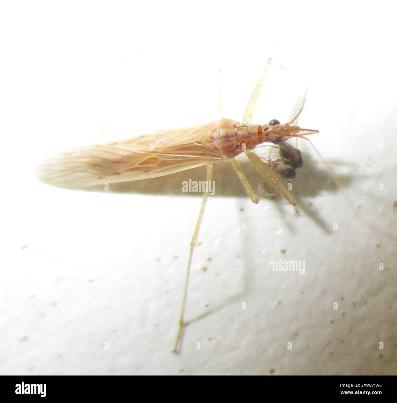 (Nabis capsiformis) Insecta Stock Photo - Alamy