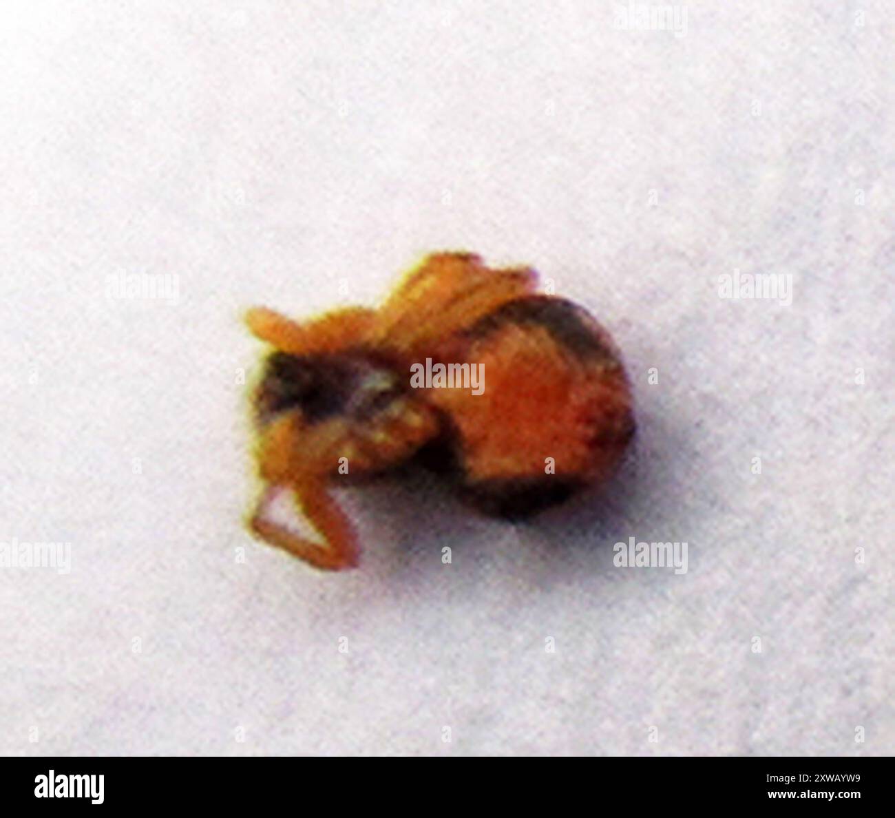 Beetle crab spiders (Mystaria) Arachnida Stock Photo - Alamy