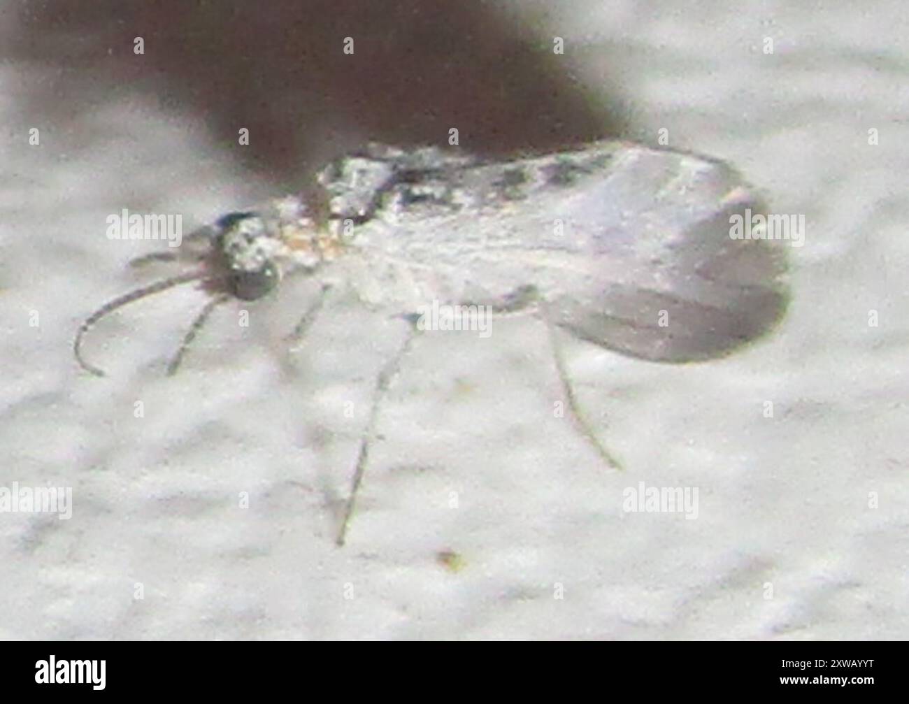 Dusty-winged Lacewings (Coniopterygidae) Insecta Stock Photo - Alamy