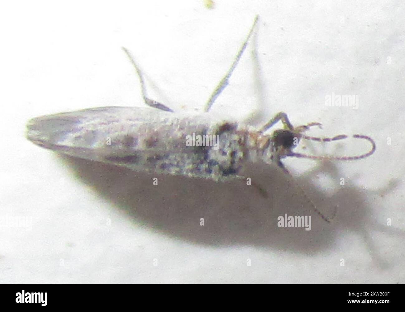 Dusty-winged Lacewings (Coniopterygidae) Insecta Stock Photo - Alamy