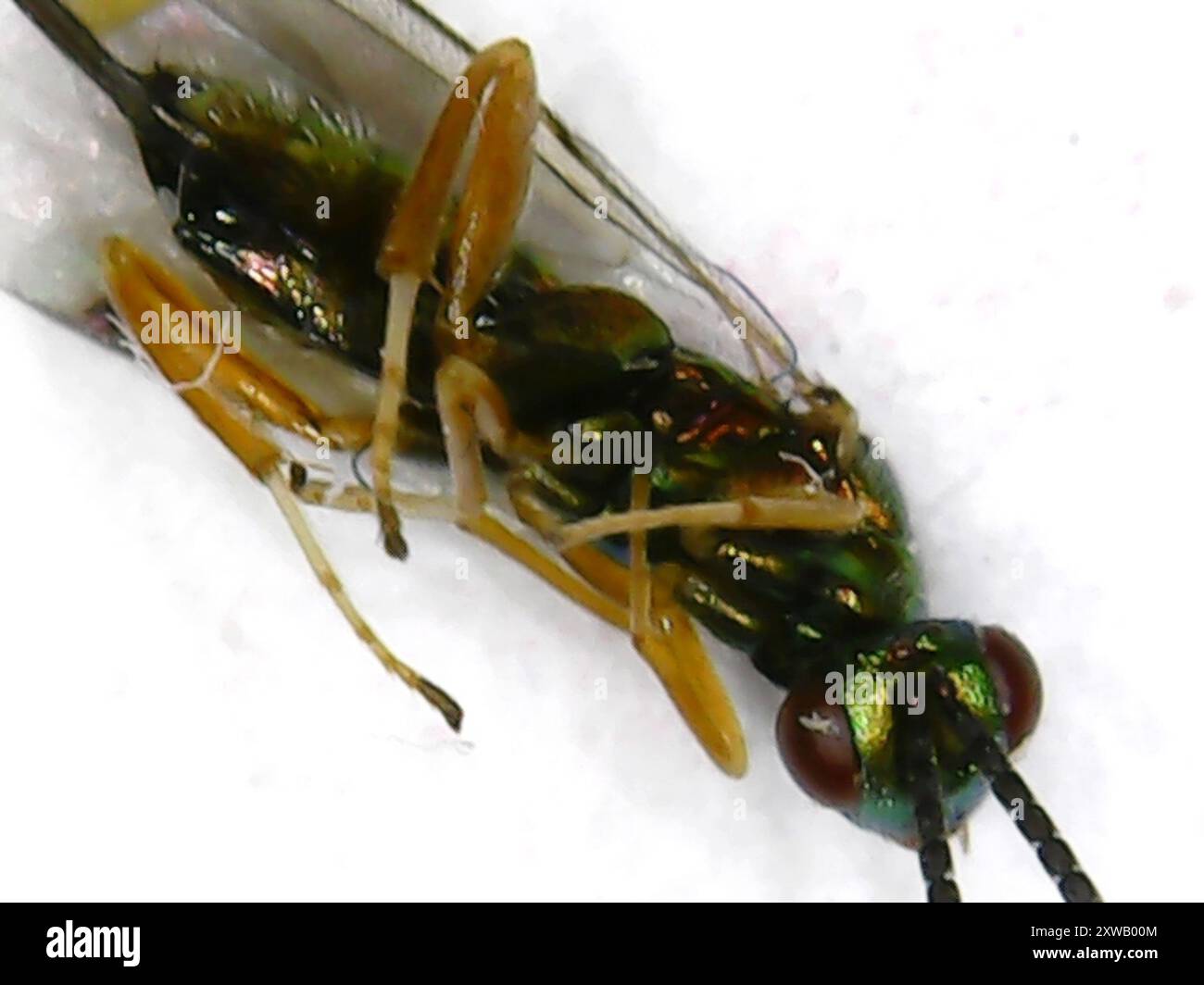 Chalcidoid Wasps (Chalcidoidea) Insecta Stock Photo - Alamy
