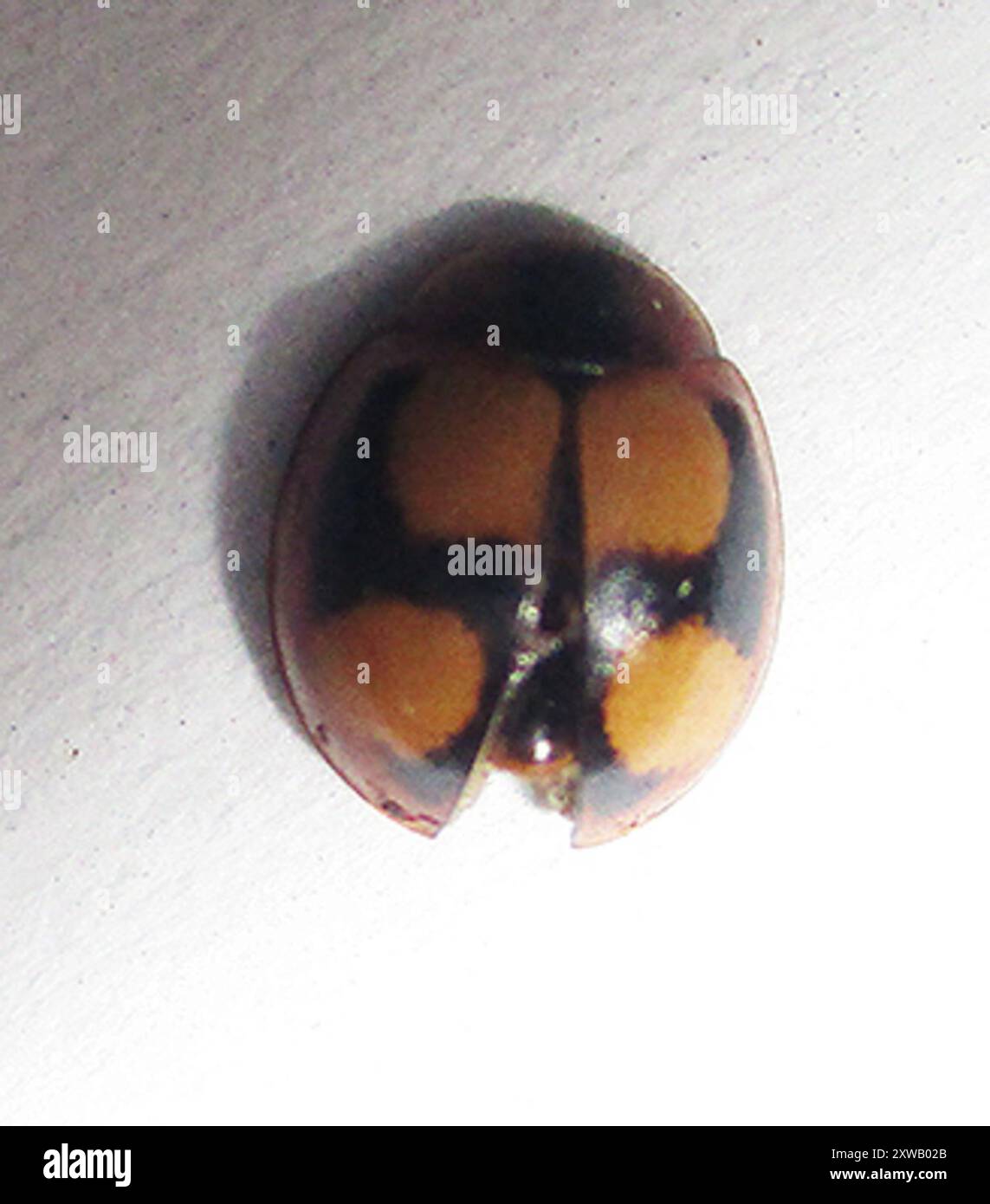 Lady Beetles (Coccinellidae) Insecta Stock Photo - Alamy