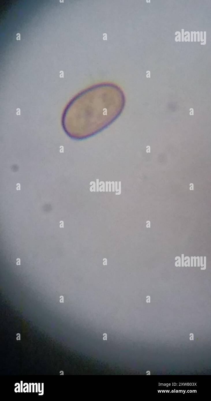 Spadiceum hi-res stock photography and images - Alamy