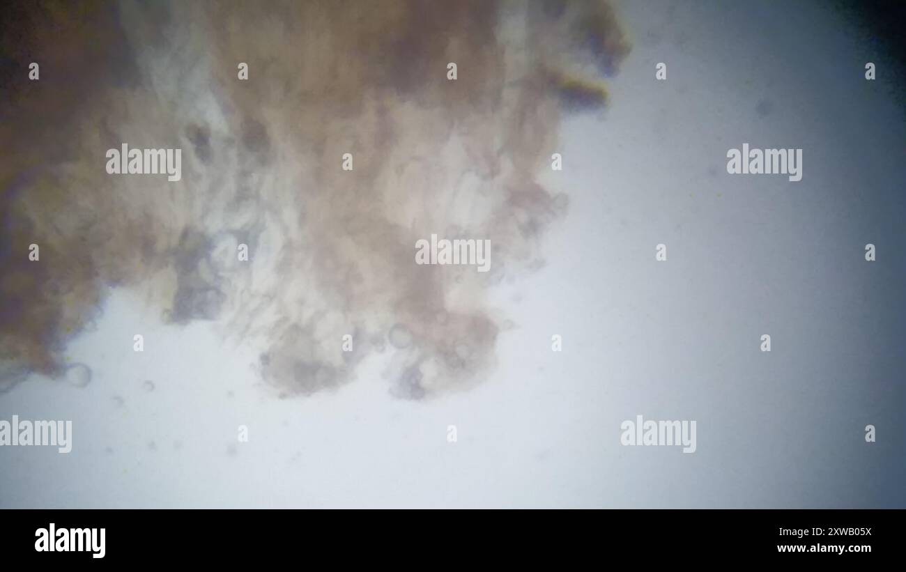 dark fanvault (Hodophilus hymenocephalus) Fungi Stock Photo - Alamy