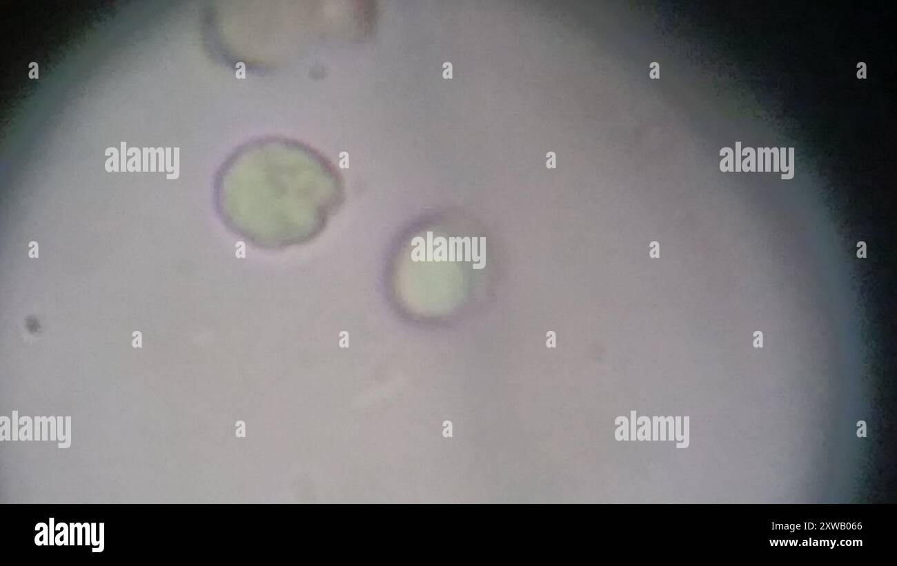 dark fanvault (Hodophilus hymenocephalus) Fungi Stock Photo - Alamy