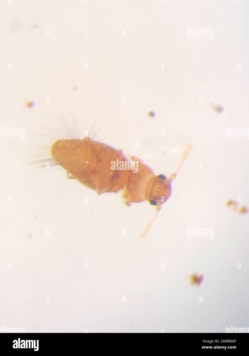 Feather-winged Beetles (Ptiliidae) Insecta Stock Photo - Alamy