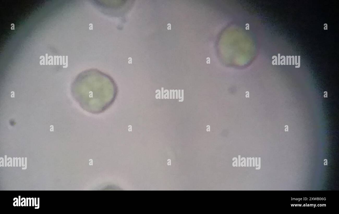 dark fanvault (Hodophilus hymenocephalus) Fungi Stock Photo - Alamy
