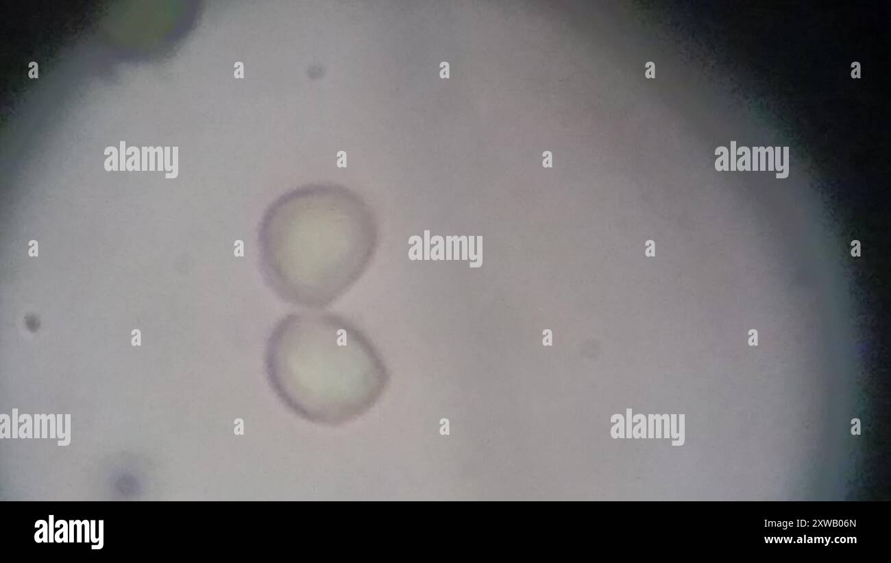 Hymenocephalus hi-res stock photography and images - Alamy