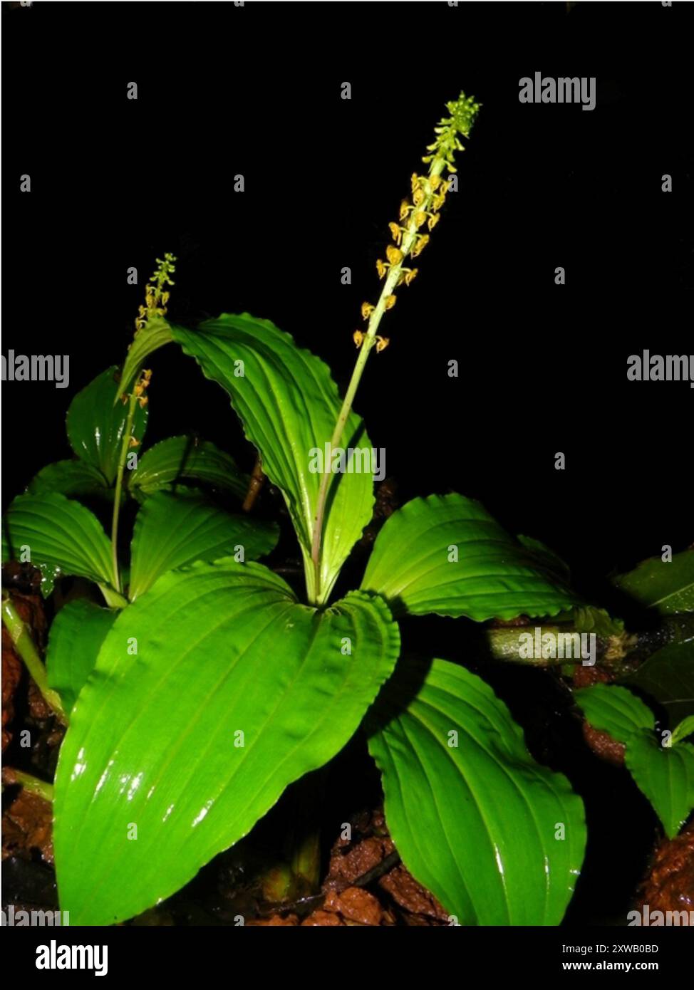 Colorful Malaxis (Malaxis versicolor) Plantae Stock Photo - Alamy